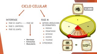 Ciclo celular mitosis y meiosis | PPTX