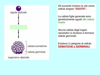 Ciclo cellulare | PPT