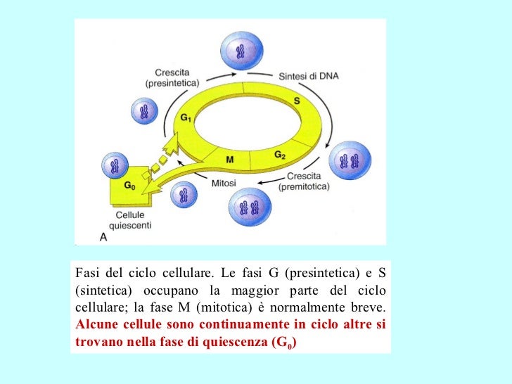 Ciclo cellulare