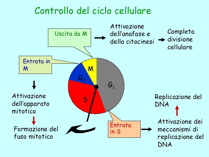 Ciclo cellulare