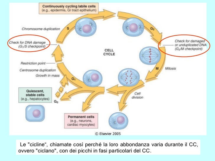 Ciclo cellulare
