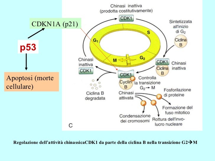 Ciclo cellulare
