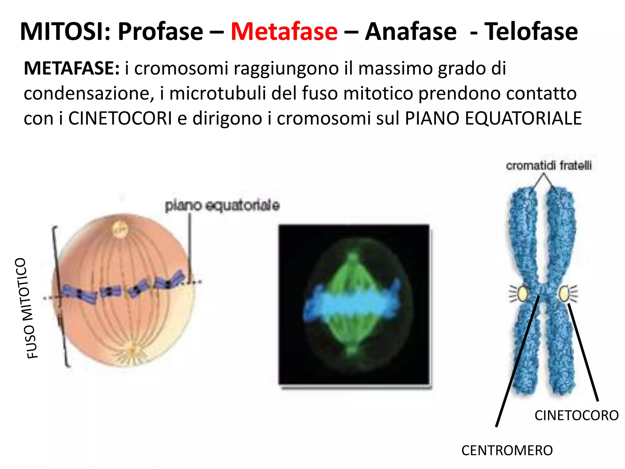 Ciclo cellulare e_mitosi | PPTX