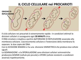 Ciclo cellulare e_mitosi | PPTX