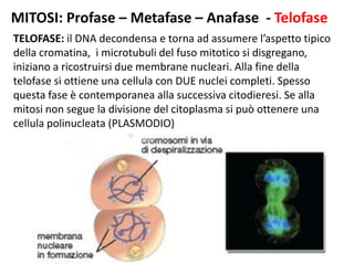 Ciclo cellulare e_mitosi | PPTX