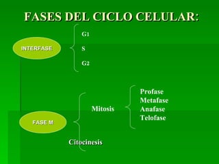 Ciclo Celular | PPT