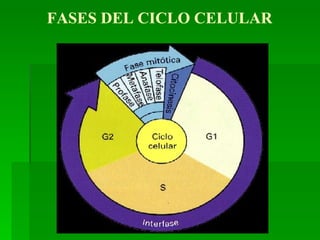Ciclo Celular | PPT
