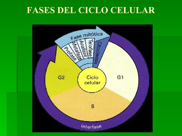 Ciclo Celular | PPT