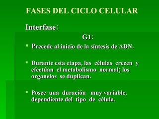 Ciclo Celular | PPT