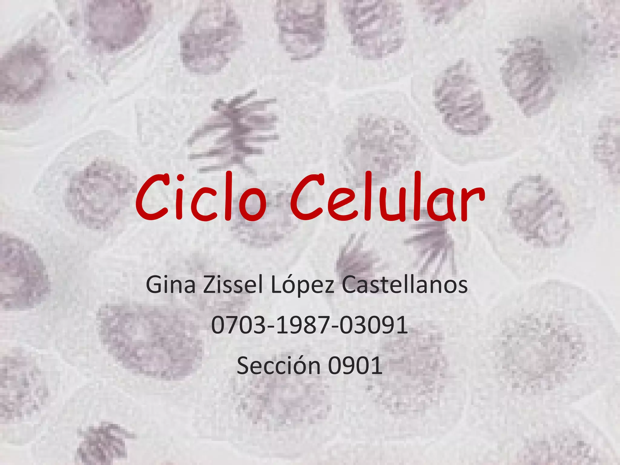 Ciclo celular | PPT