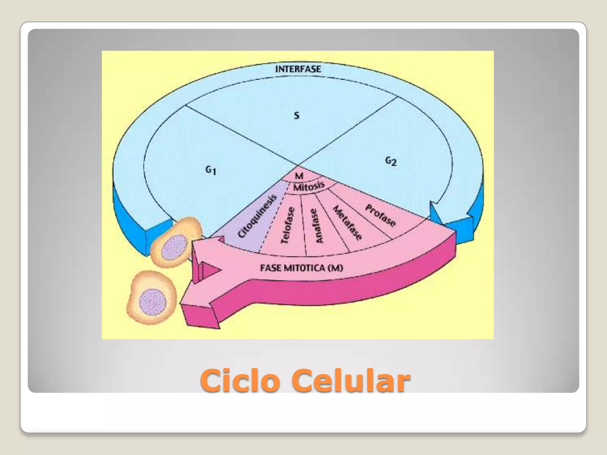 Ciclo celular | PPT