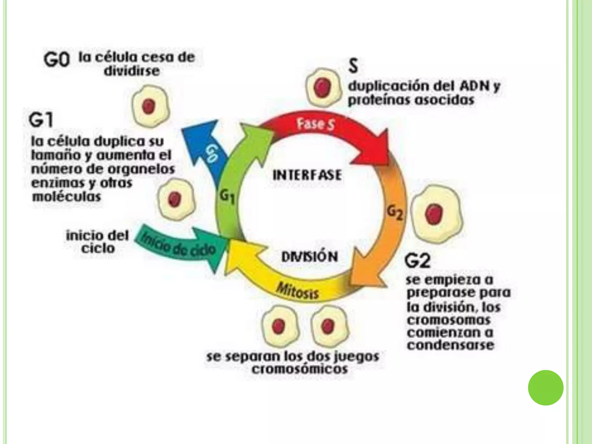 Ciclo celular | PPTX