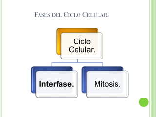 Ciclo celular | PPTX