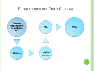 Ciclo celular | PPTX