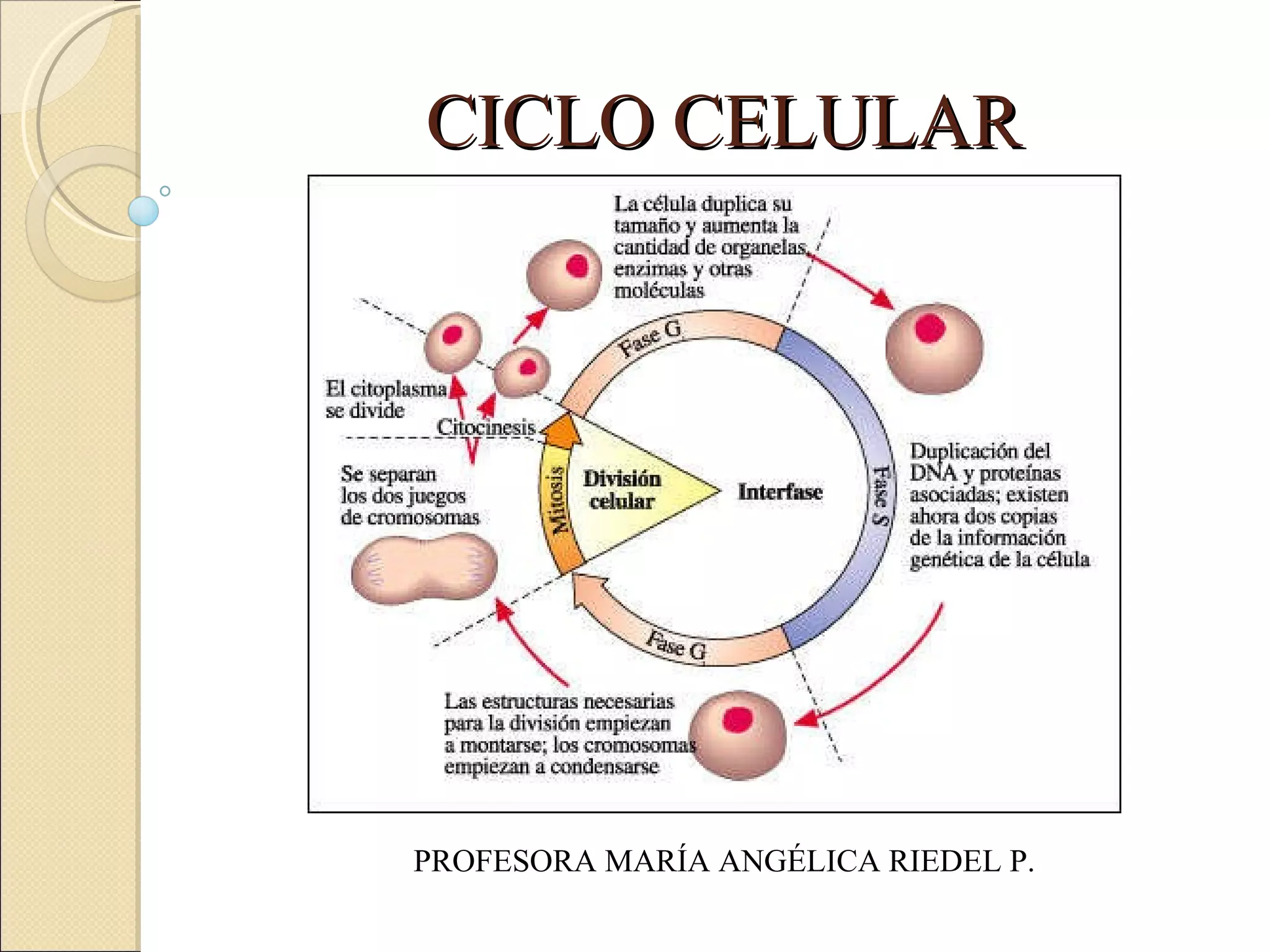 Ciclo celular | PPT
