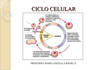 Ciclo celular | PPT