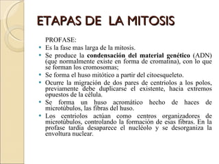 Ciclo celular | PPT