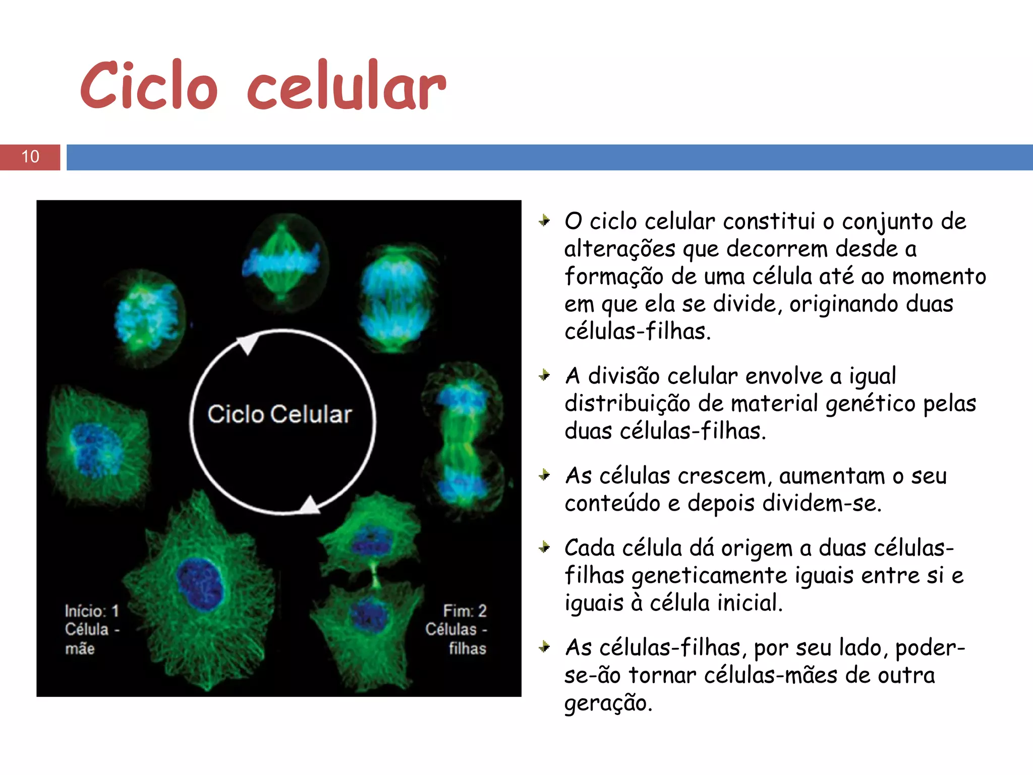 Ciclo celular | PPT