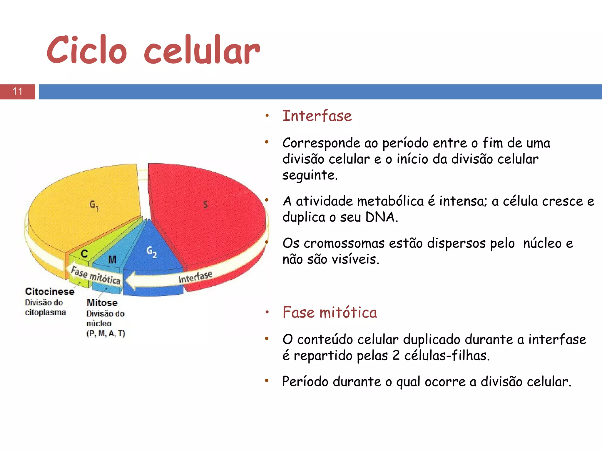 Ciclo celular | PPT