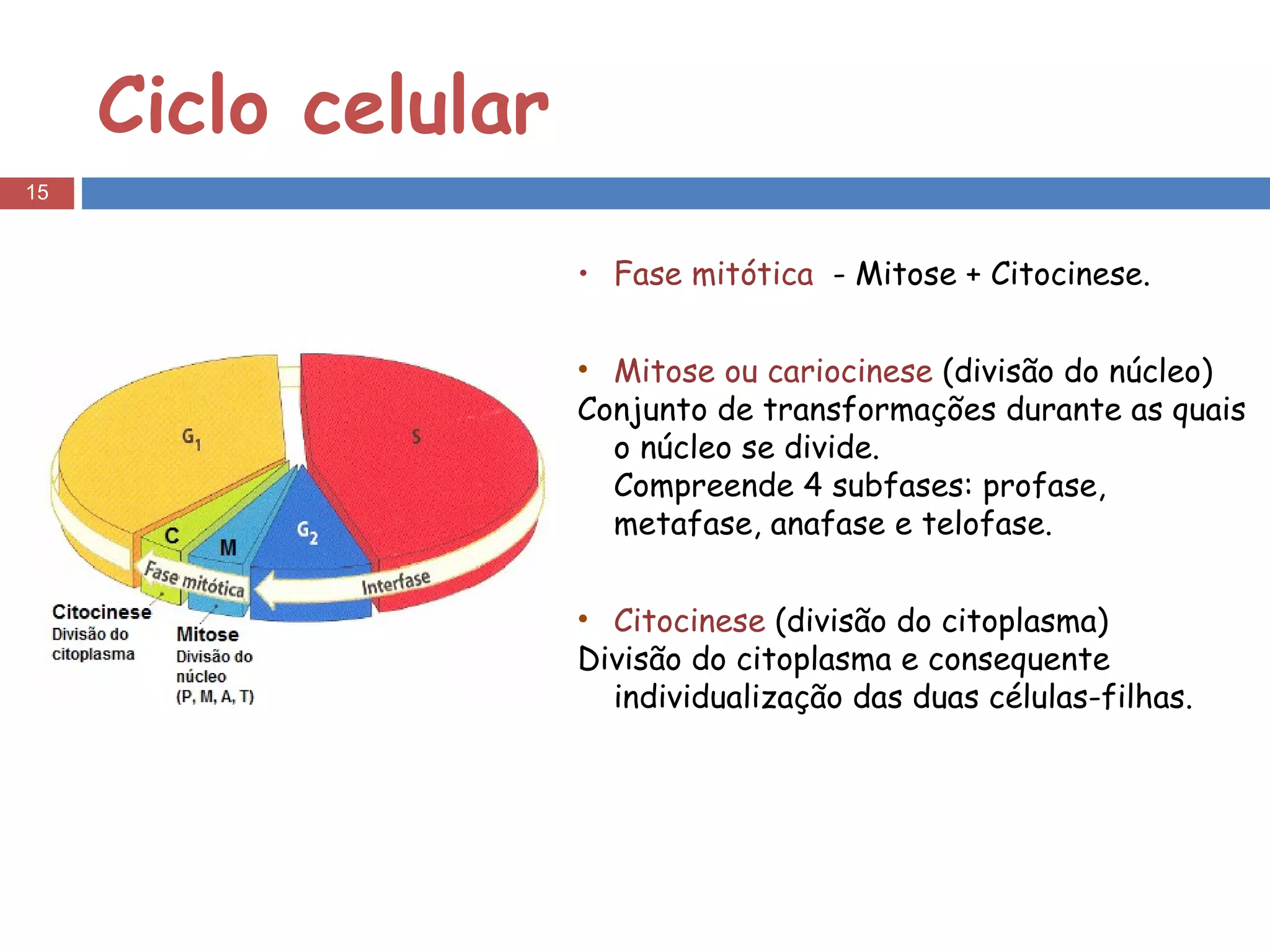 Ciclo celular | PPT