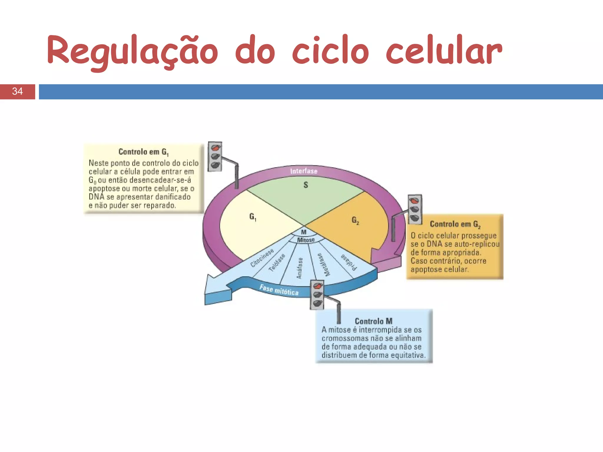 Ciclo celular | PPT