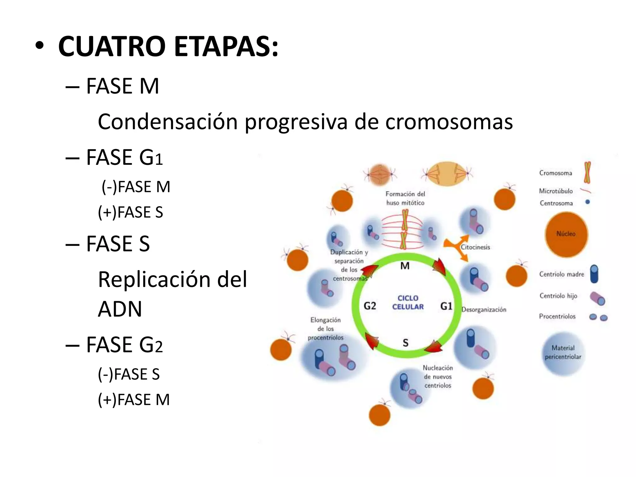 Ciclo celular | PPTX