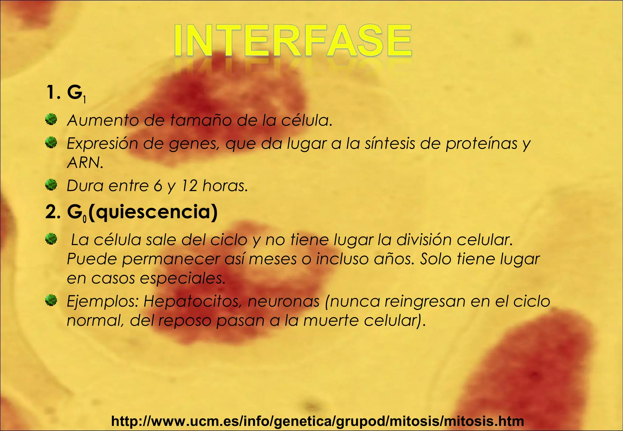 Ciclo Celular Ppt