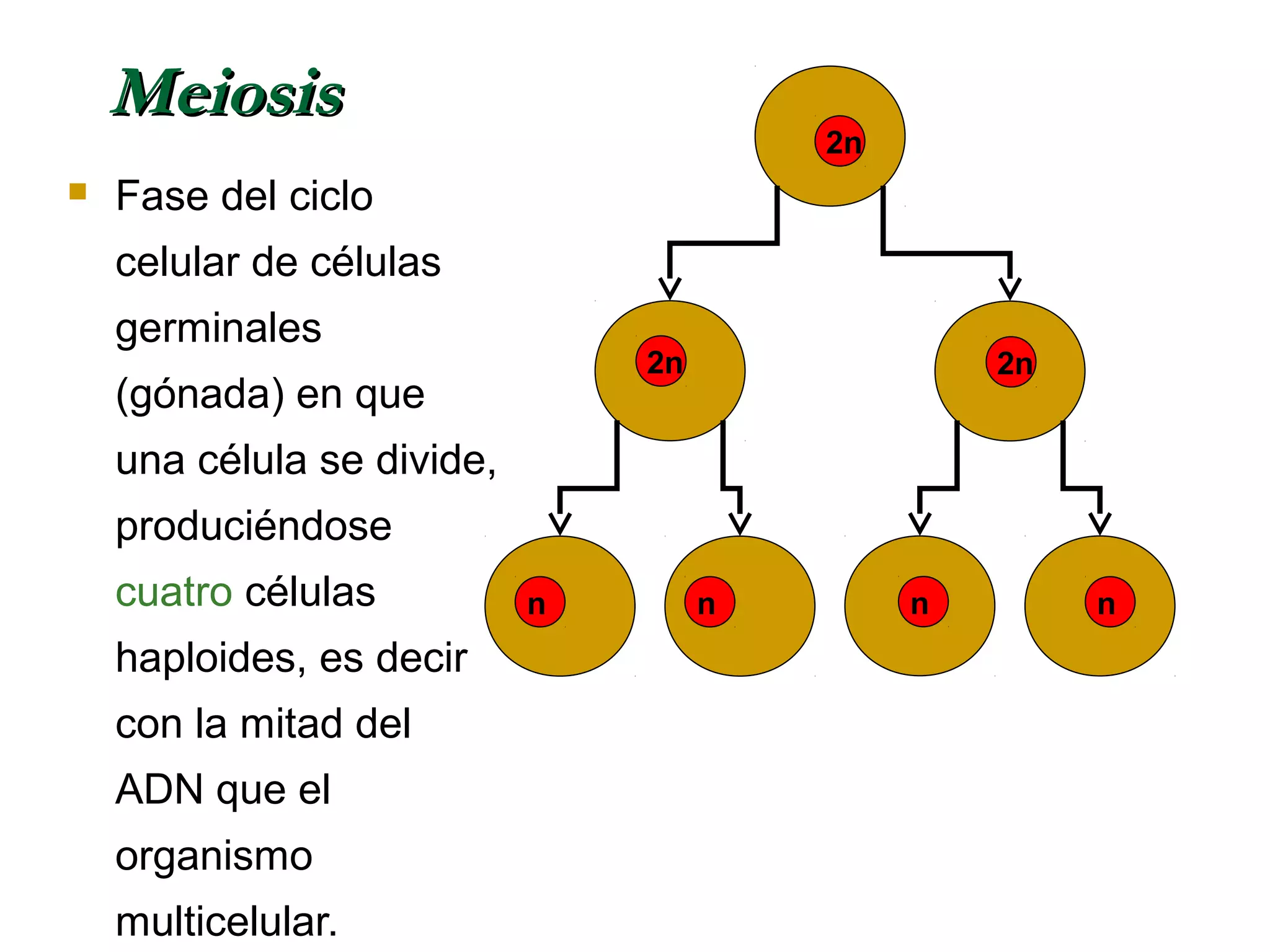 Ciclo celular | PPT