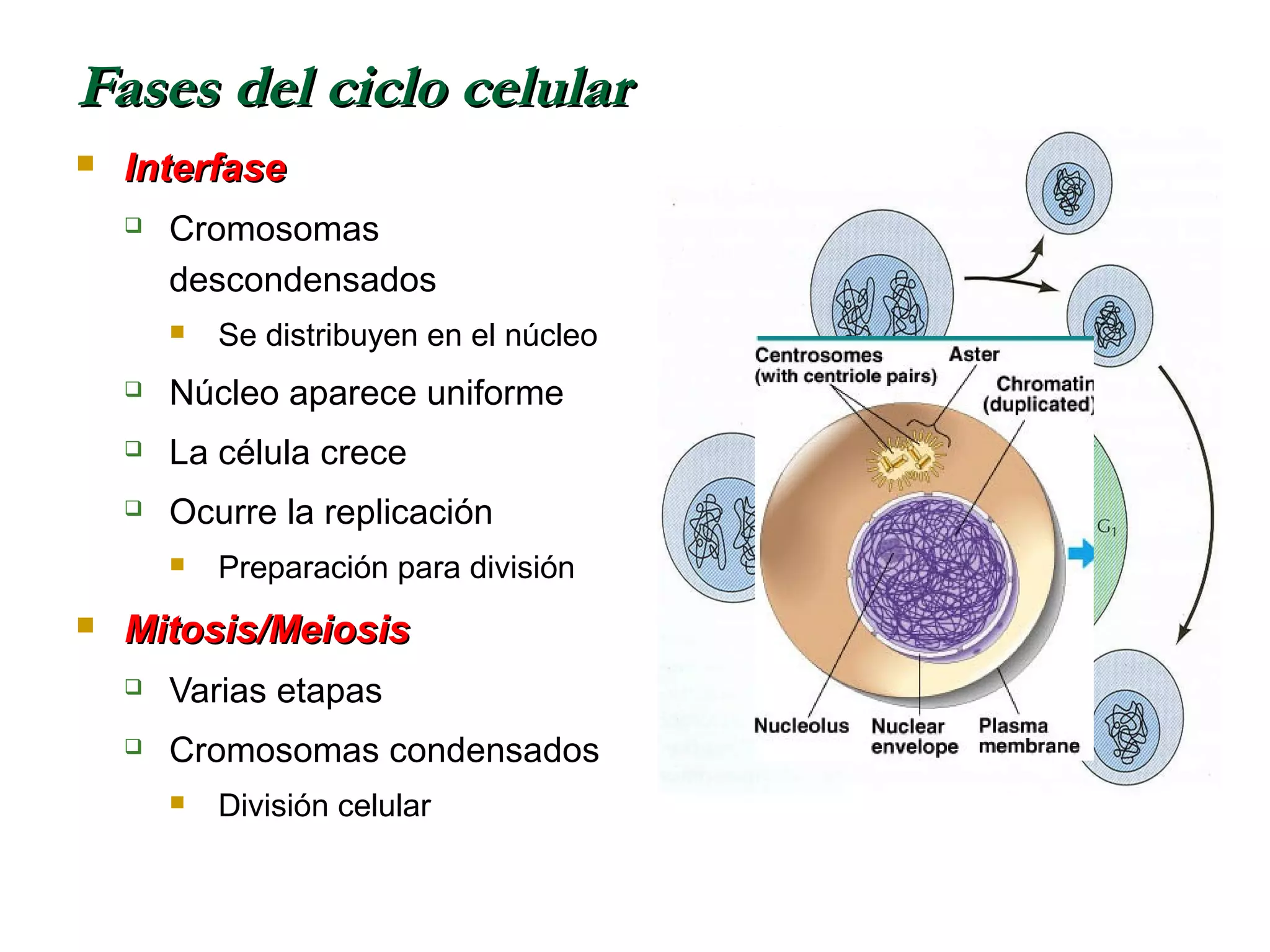 Ciclo celular | PPT