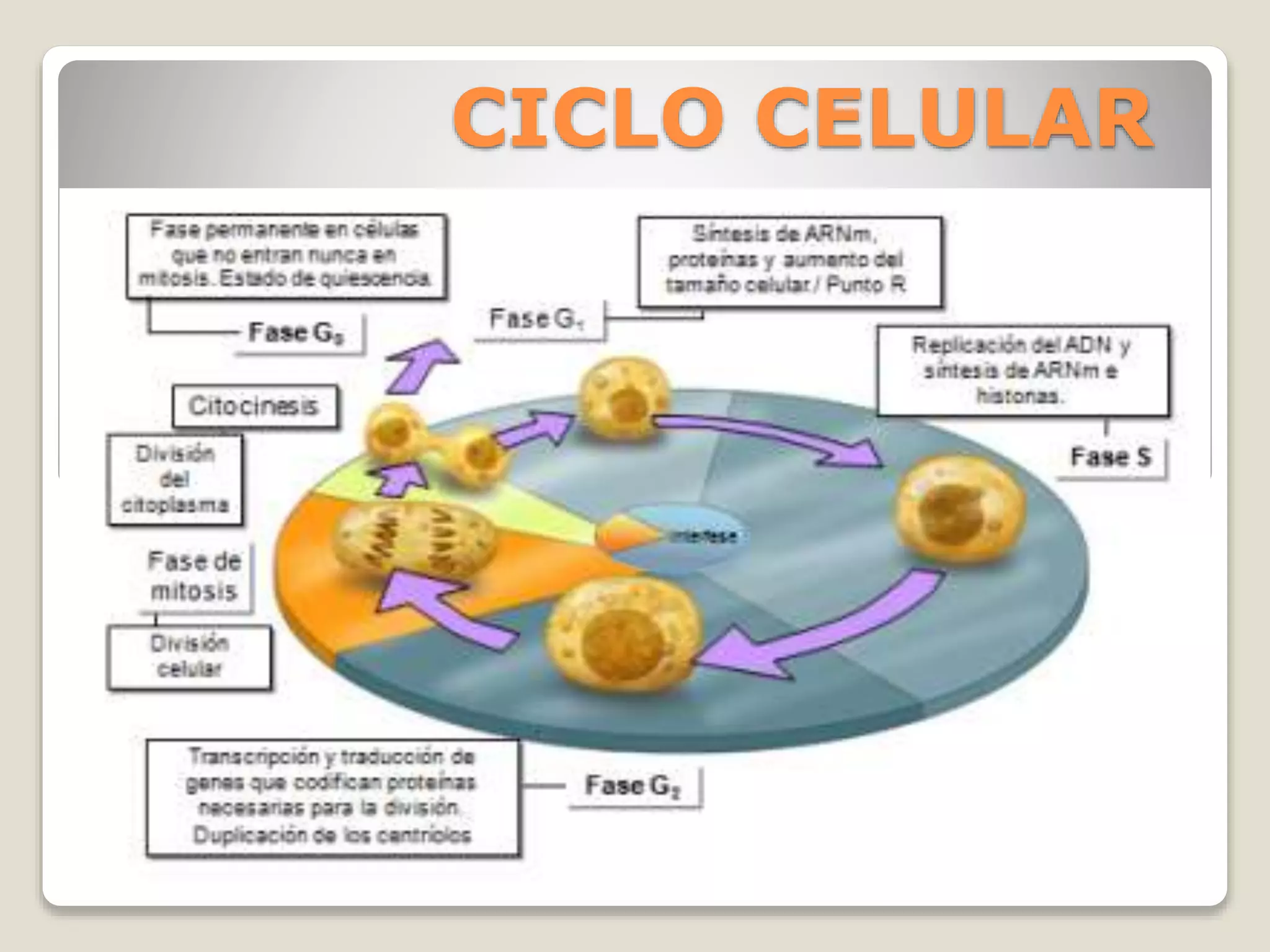 Ciclo celular | PPTX