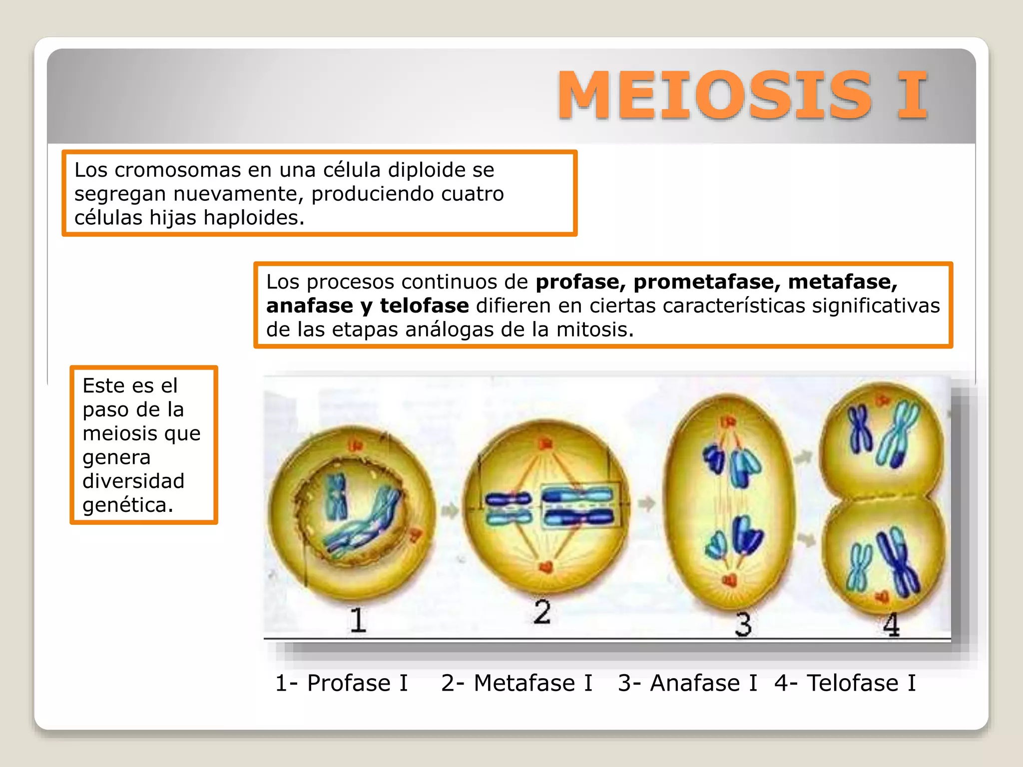 Ciclo celular | PPTX