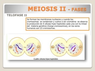 Ciclo celular | PPTX