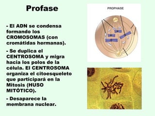 Ciclo celular | PPT