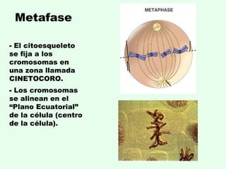Ciclo celular | PPT