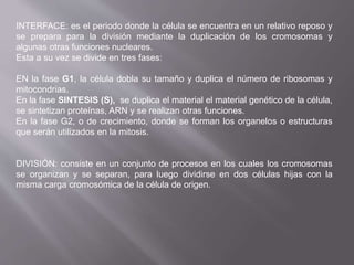 Ciclo celular: mitosis y meiosis | PPTX