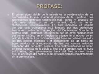 Ciclo celular: mitosis y meiosis | PPTX