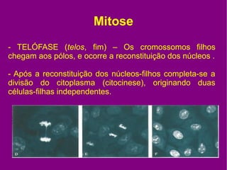Mitose e meiose | PPT