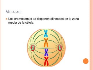 Ciclo celular | PPTX