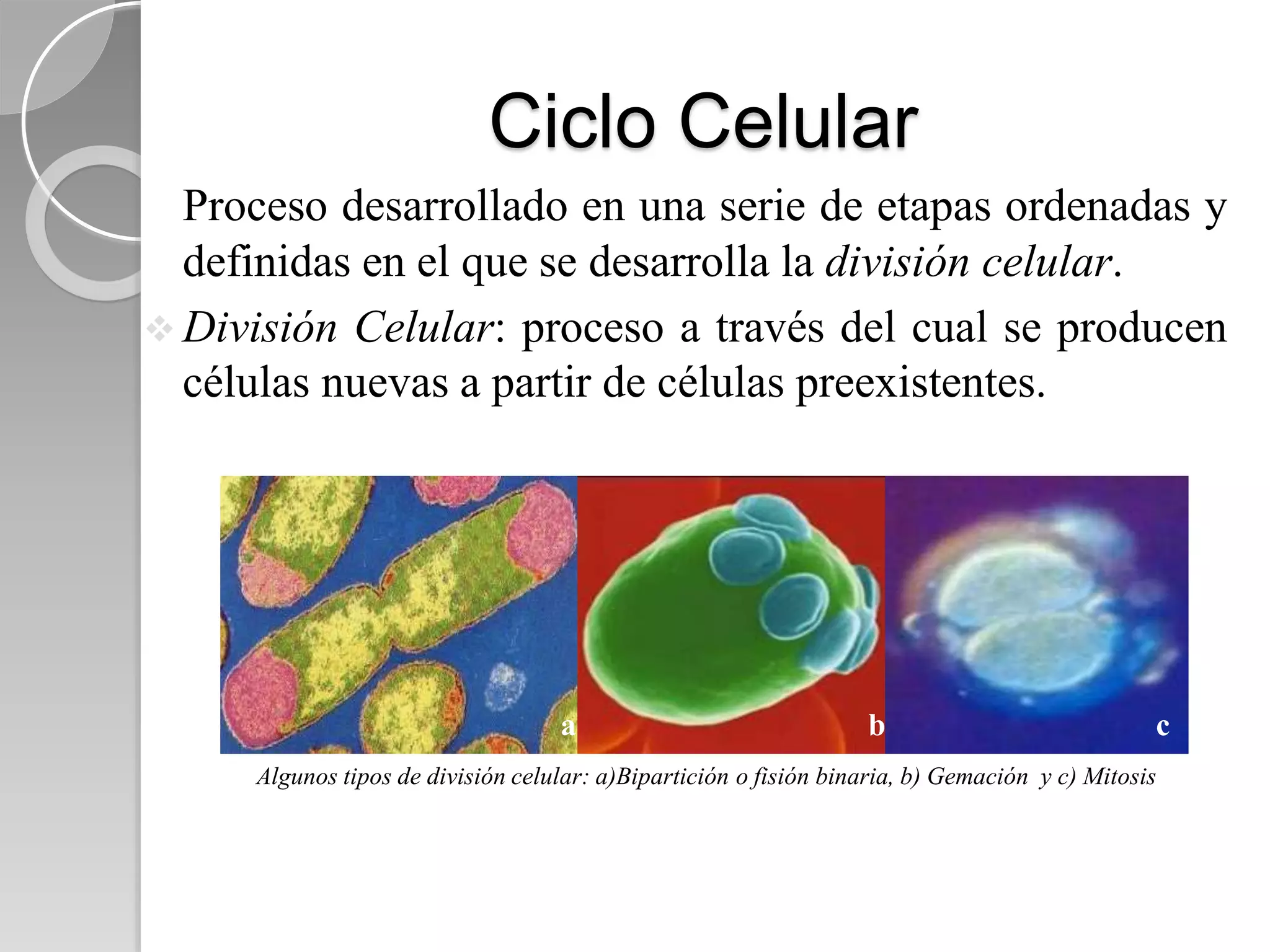 Ciclo celular | PPTX