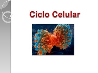 Ciclo celular | PPTX