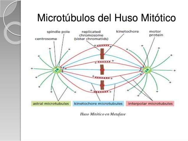 Ciclo celular