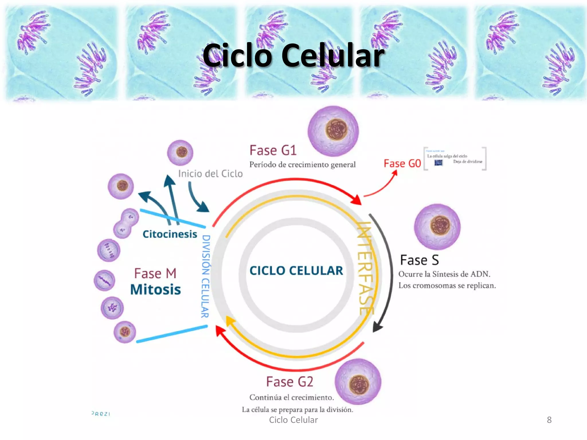 Ciclo celular | PPT