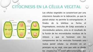 Ciclo Celular: Conceptos clave. | PPTX | Genetics | Science
