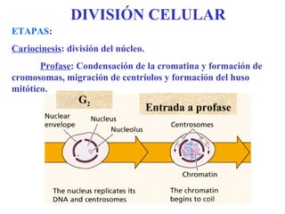 Ciclo celular | PPT