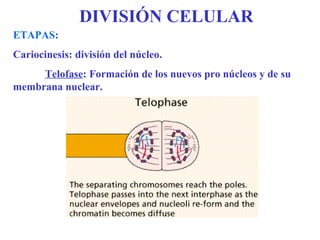 Ciclo celular | PPT