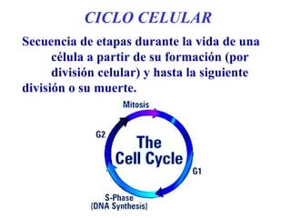 Ciclo celular | PPT