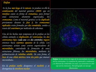 Ciclo celular.ppt