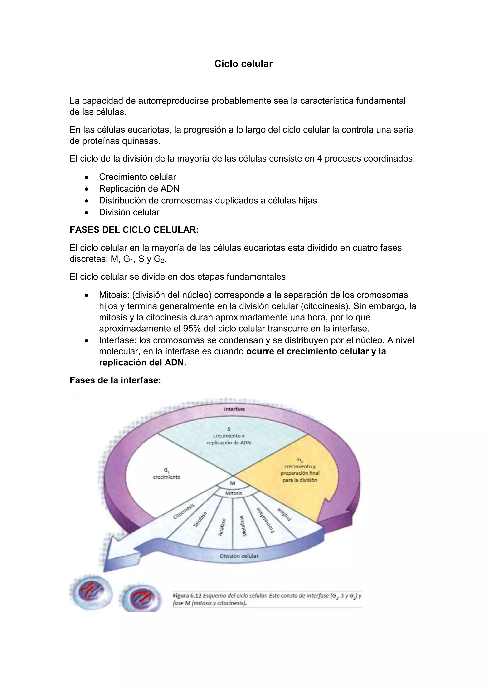 Fase S Del Ciclo Celular