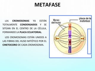 CICLO CELULAR.pdf