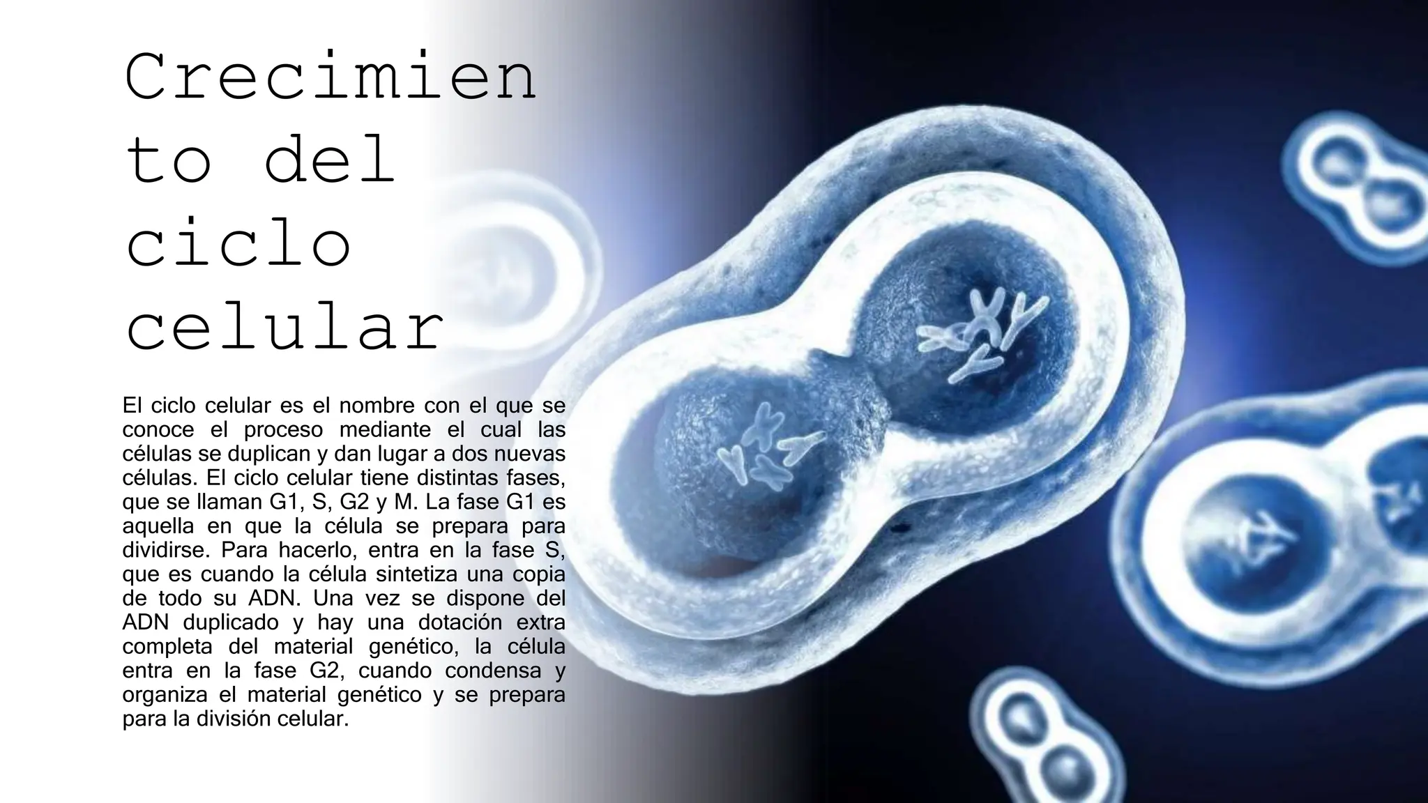 ciclo celular.pptx de vida de las celulas | PPTX | Biological Sciences | Science